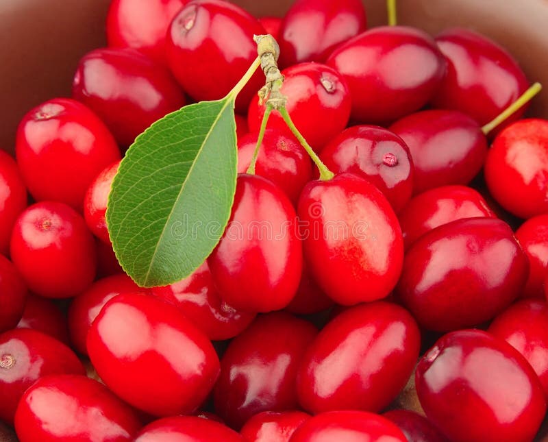 Sweet dogberry close up stock image. Image of sweet, cotoneaster - 20989939