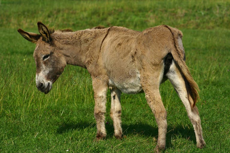 Sweet donkey stock photo. Image of soft, ears, farm, donkey - 3687018