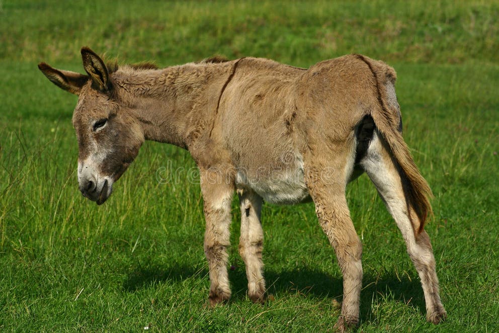 Sweet donkey stock photo. Image of soft, ears, farm, donkey - 3687018