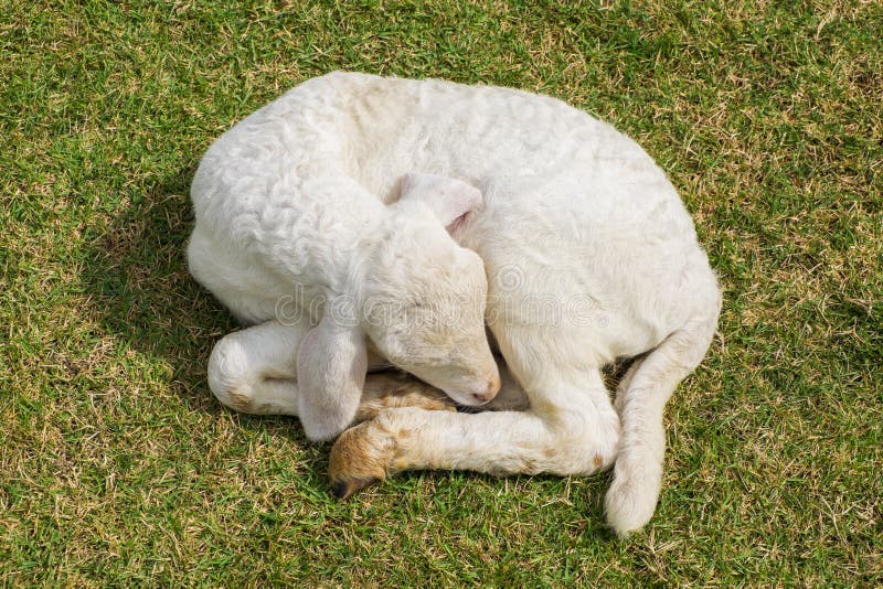 490 Sleep Lamb Stock Photos - Free & Royalty-Free Stock Photos from ...