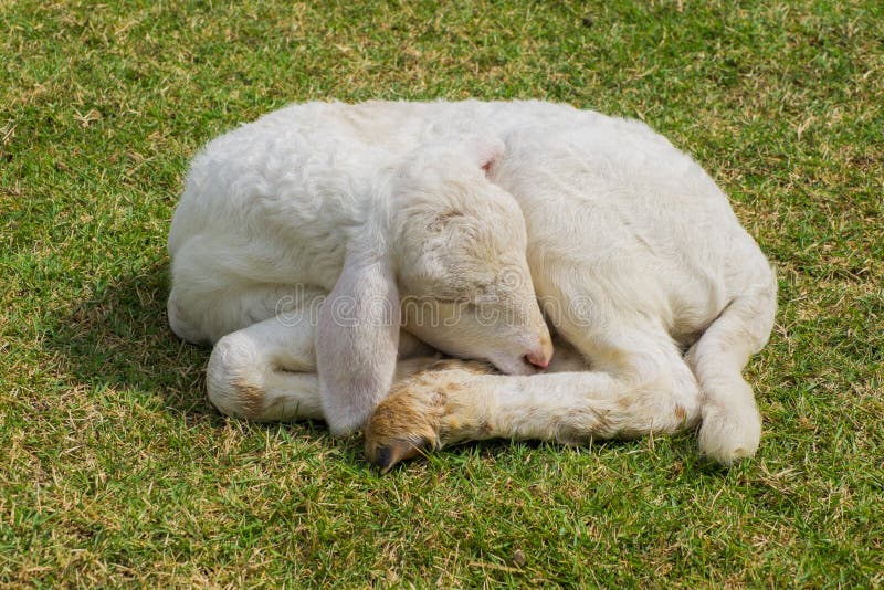 490 Sleep Lamb Stock Photos - Free & Royalty-Free Stock Photos from ...