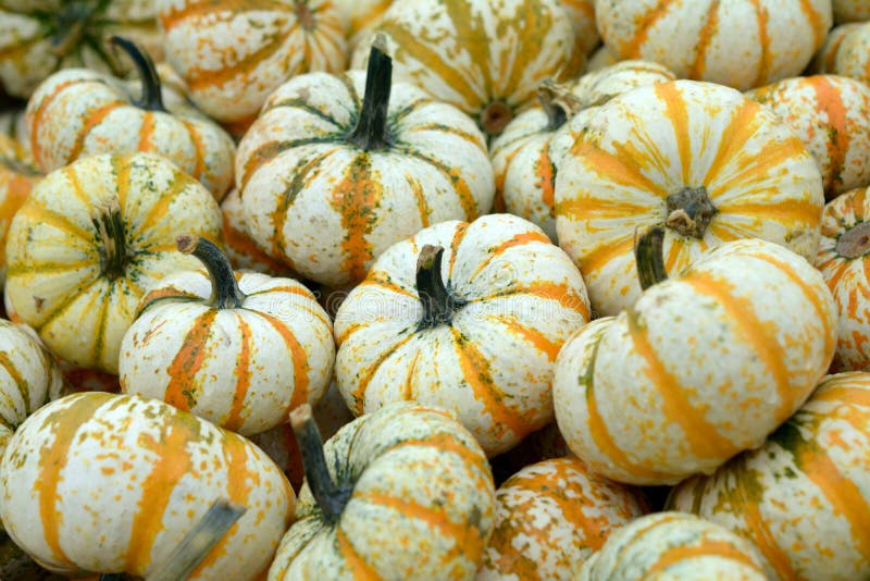 Sweet dumpling pumpkins stock image. Image of halloween - 258370385