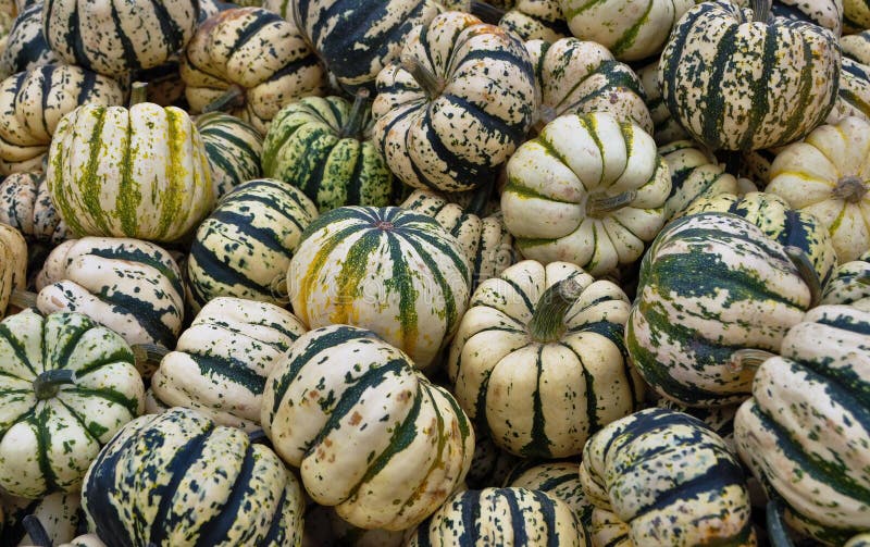 Sweet Dumpling squash stock image. Image of food, colorful - 11769589