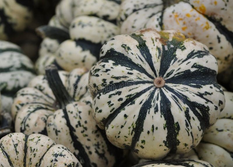 Sweet Dumpling Squash stock image. Image of veggies, farm - 79775537