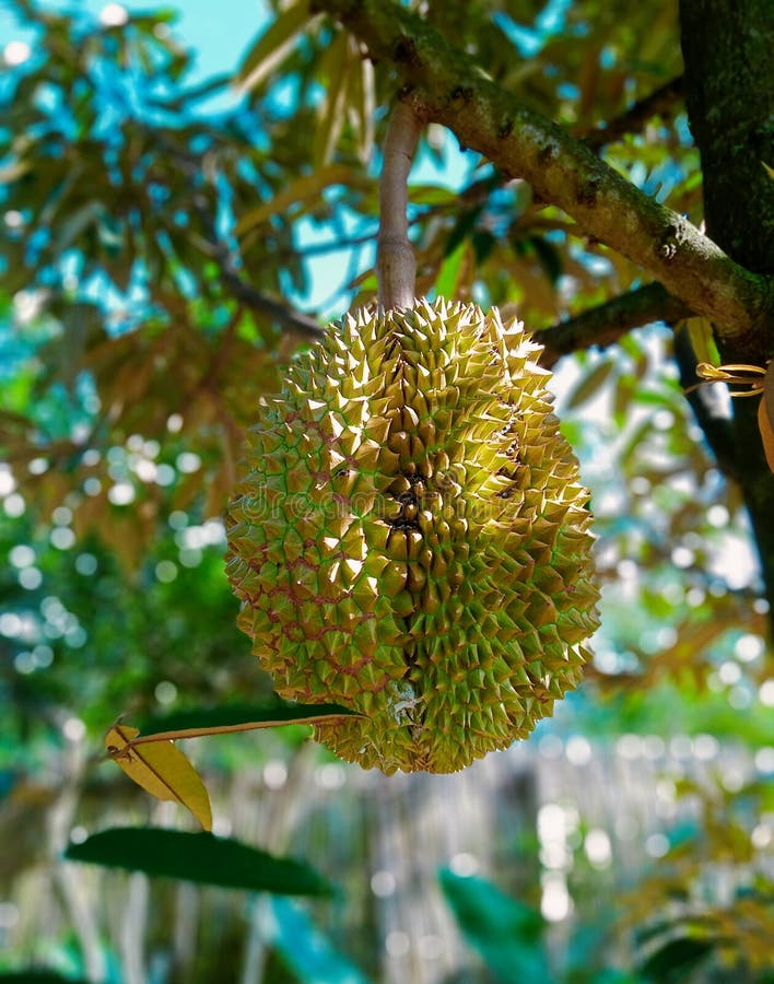 Sweet Durian Tree only in Indonesia Full of Energy Stock Image - Image ...