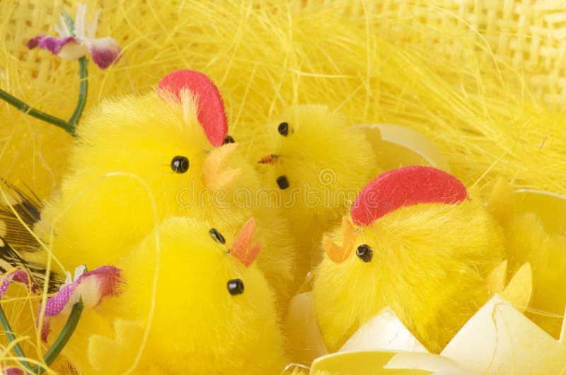 Sweet easter chickens stock image. Image of nest, feather - 6962115