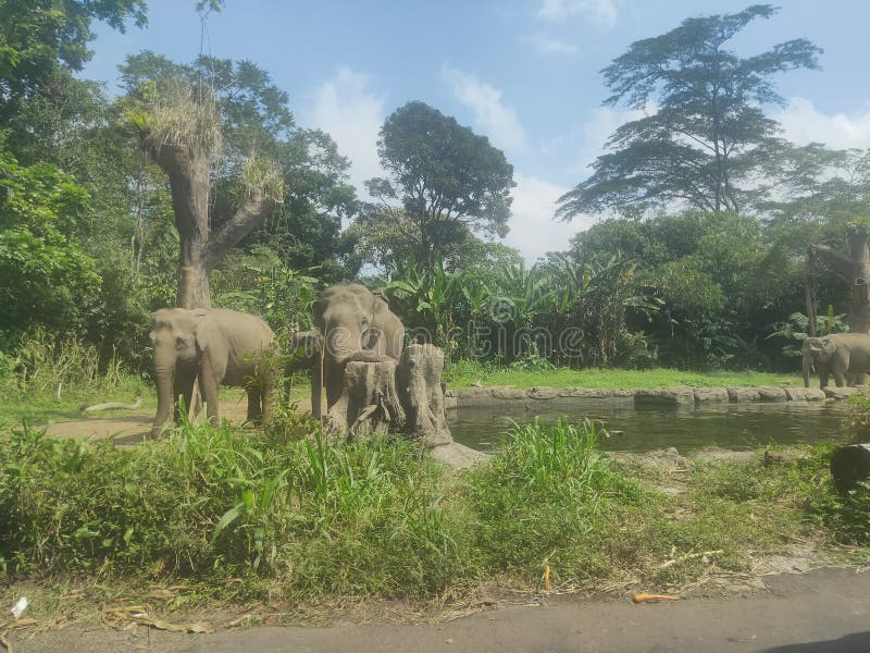 Sweet Elephant Family stock image. Image of herd, jungle - 203890113