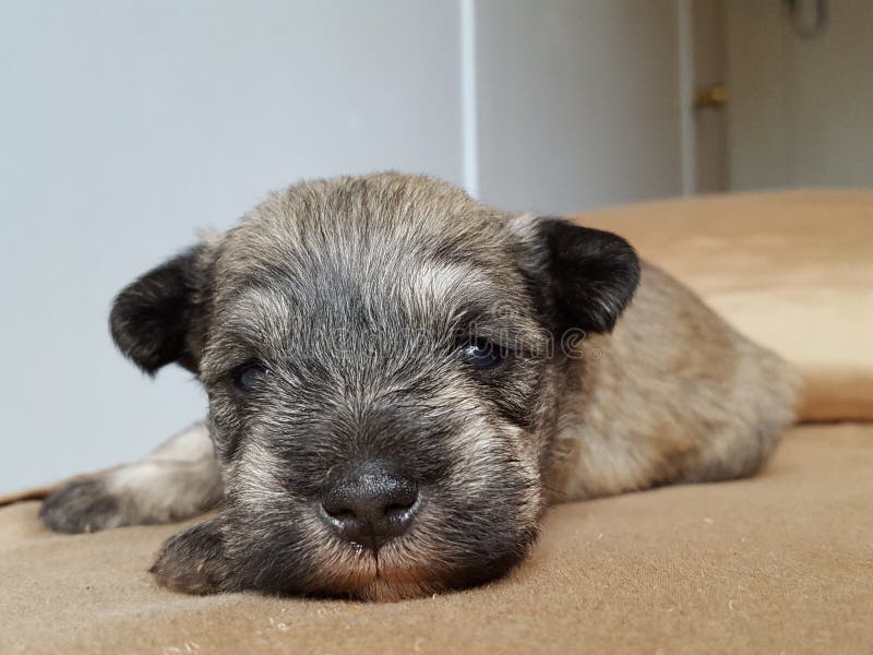 Sweet face editorial photography. Image of face, puppy - 66389082