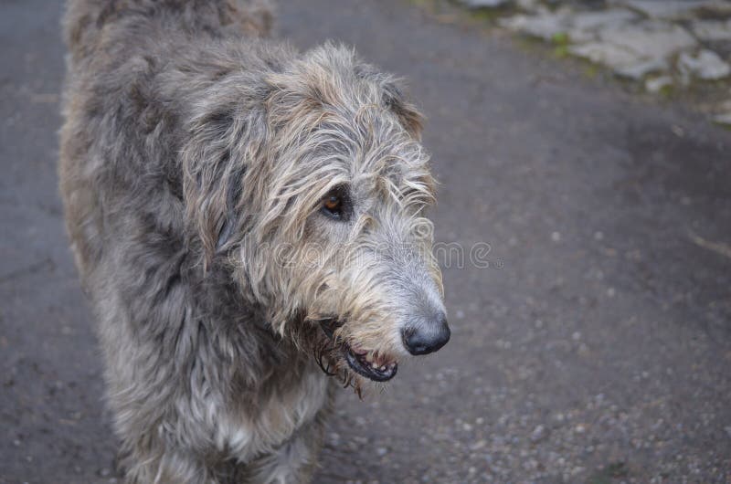 Sweet Faced Irish Wolfhound Dog with Grey Fur Stock Image - Image of ...