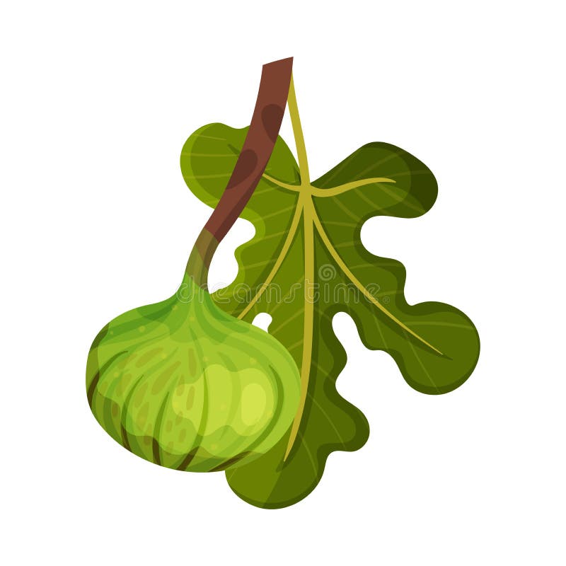 Fig Fruit Tree Stock Illustrations – 961 Fig Fruit Tree Stock ...