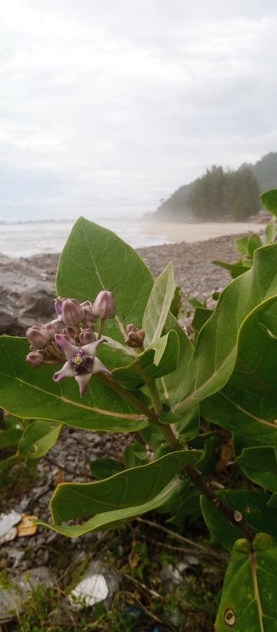 Sweet Flower on the Beach Aceh Stock Image - Image of shrub, tree ...