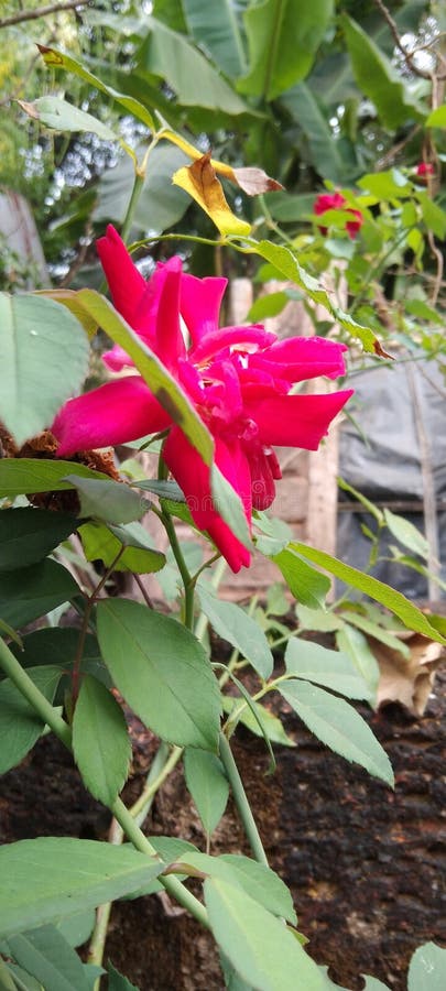 Sweet flower stock photo. Image of evergreen, blossom - 210675578