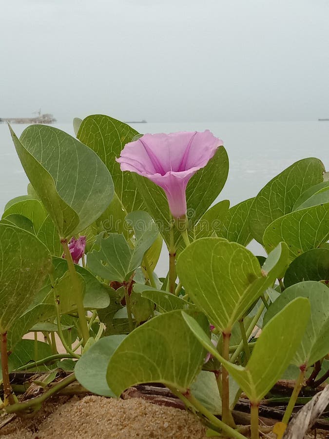 Sweet flowers images stock image. Image of sweet, food - 210467539