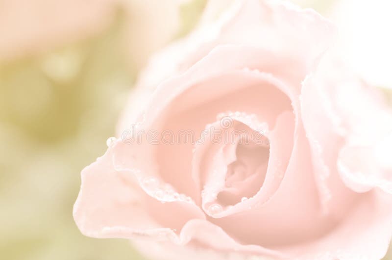 Sweet flowers stock photo. Image of soft, background - 46049990