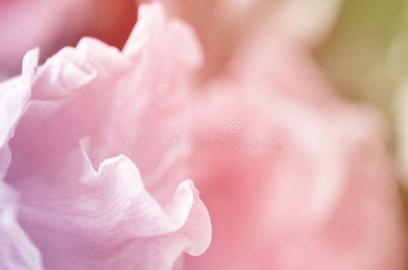 Sweet flowers stock photo. Image of blossom, abstract - 46050068