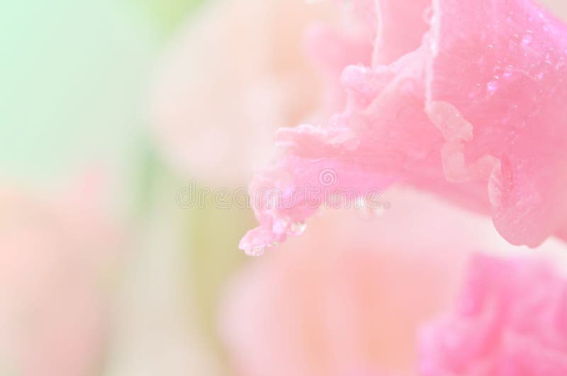 Sweet flowers stock photo. Image of abstract, glitters - 46050276