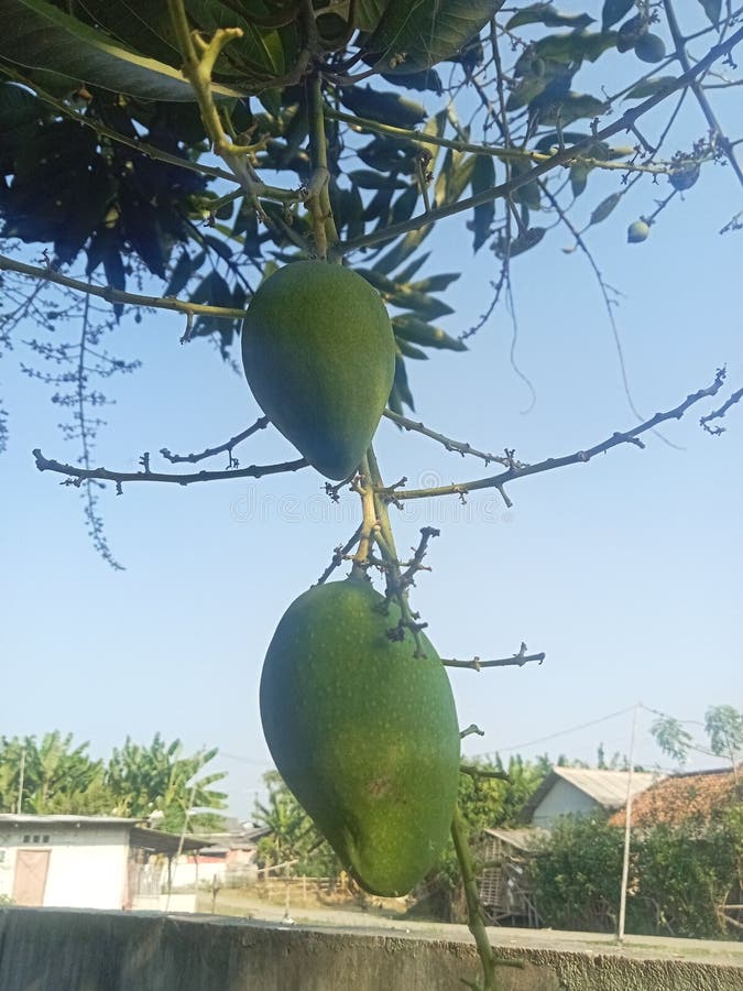 Sweet Fragrant Mango that Tastes Very Good and Delicious Stock Photo ...