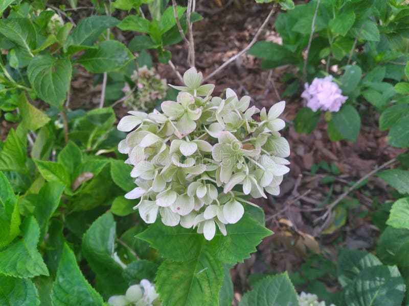 Sweet French hydrangeas stock image. Image of plant - 249738781