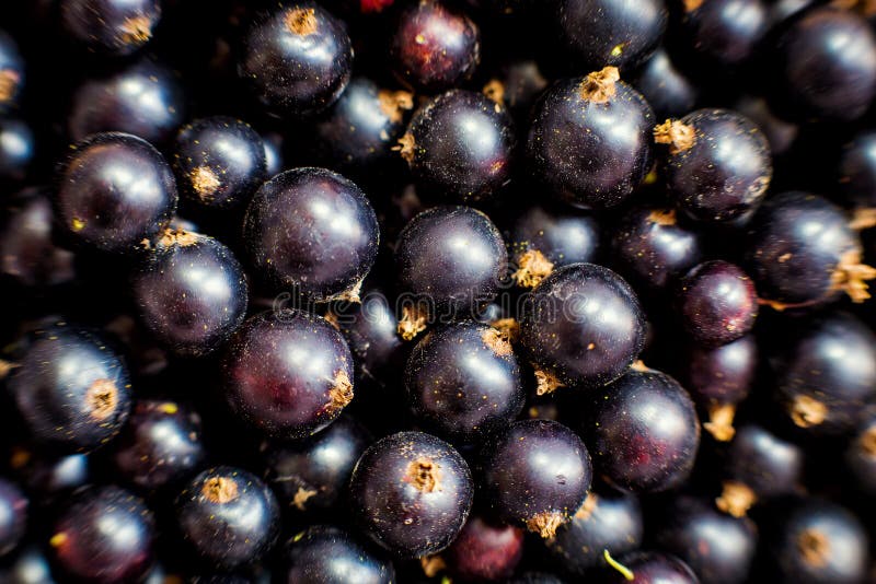 Sweet Fresh Black Currant Top View, Currant Background, Texture Stock ...