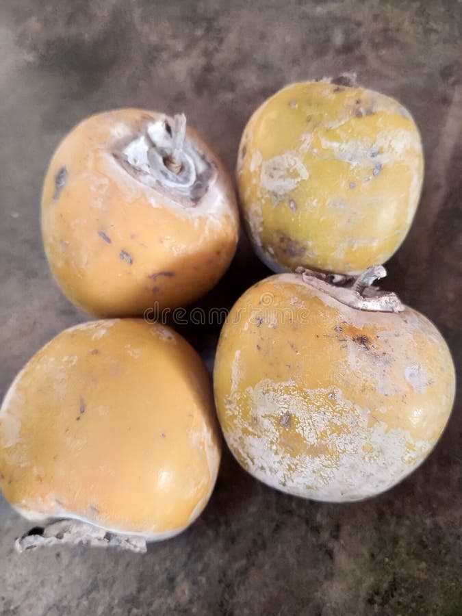 Sweet and Fresh Fruit, Forest Melon Stock Image - Image of fruit, snack ...