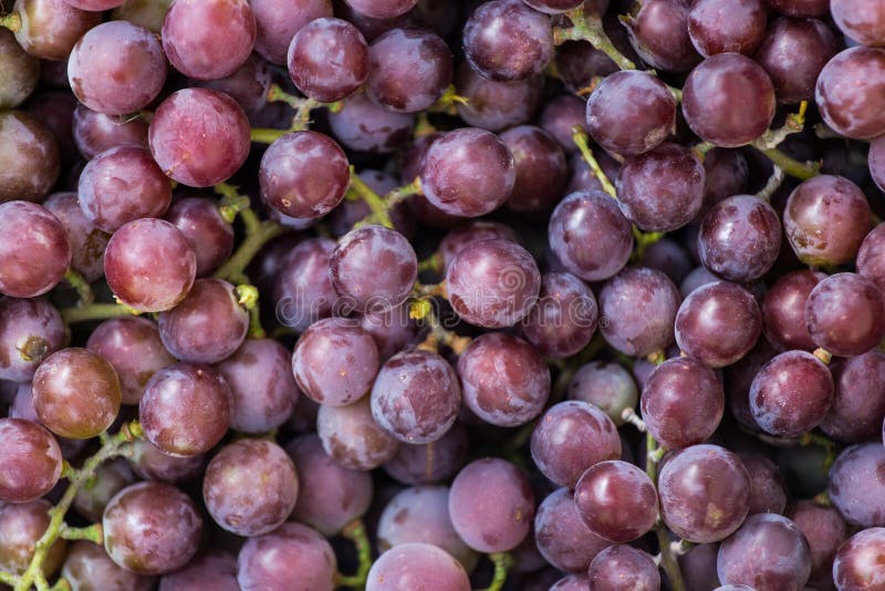 Sweet fresh grape stock image. Image of leaf, branch - 89158441