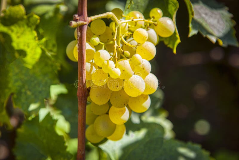 Yellow grapes stock image. Image of branch, nature, fresh - 152486783