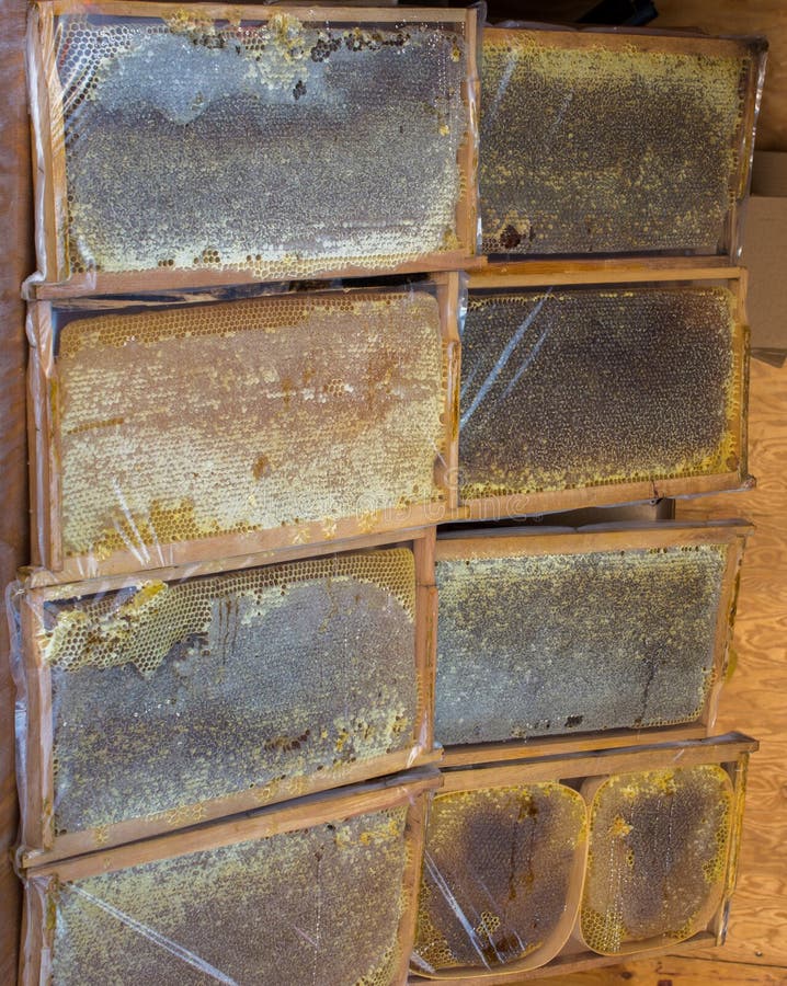 Fresh Honey in the Sealed Comb Frame Stock Photo - Image of cells ...