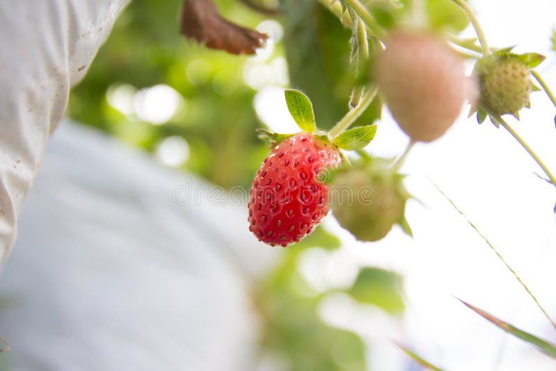 Sweet fresh stock photo. Image of garden, strawberry - 148304378