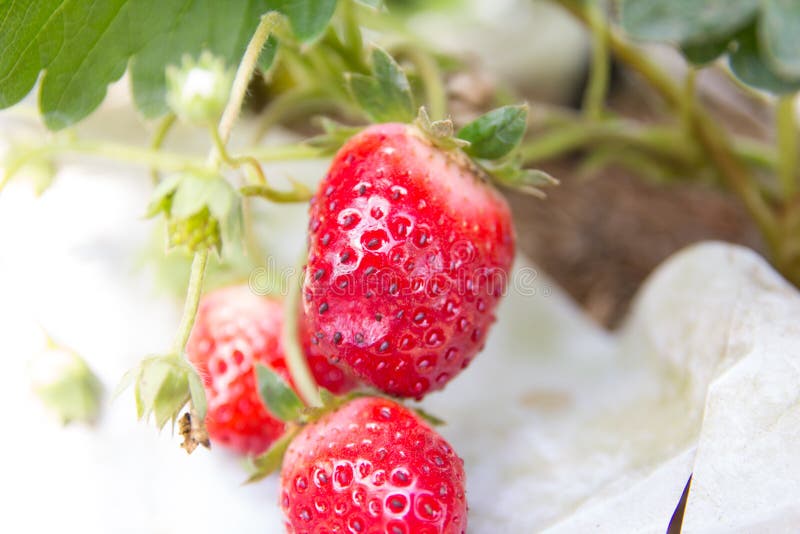 Sweet fresh stock photo. Image of closeup, food, berry - 148304394
