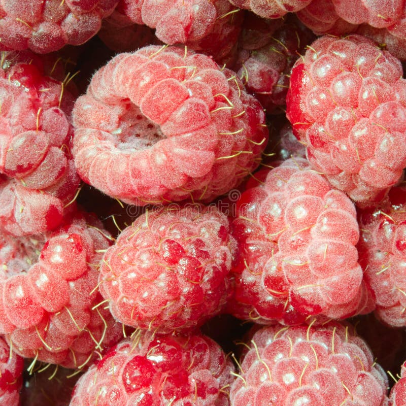 Sweet fresh raspberries stock image. Image of texture - 22263657