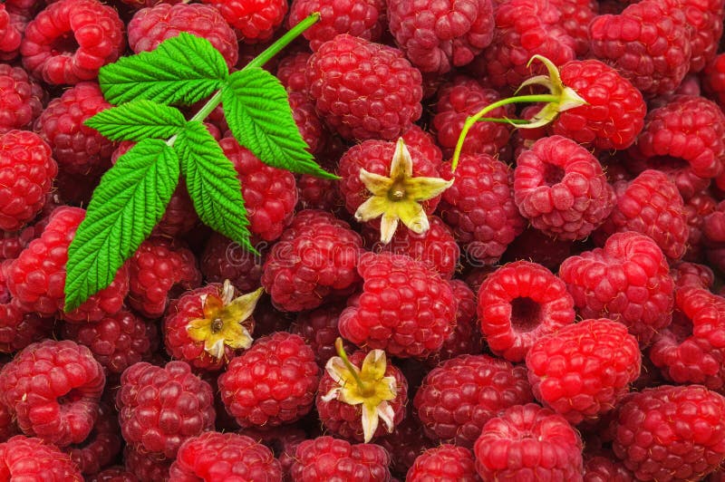 Sweet and fresh raspberry stock image. Image of small - 70381437