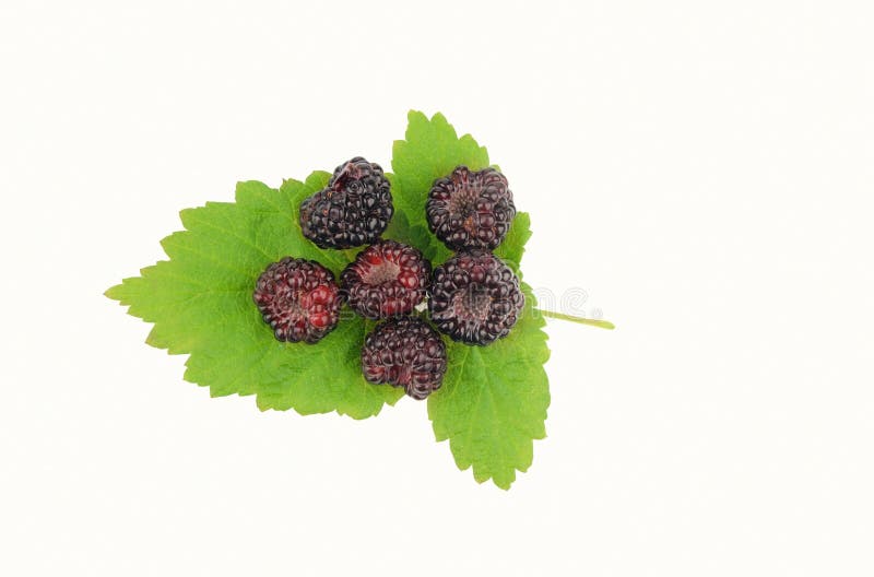 Sweet Fresh Raspberry Fruit with Green Leaf Stock Photo - Image of ...