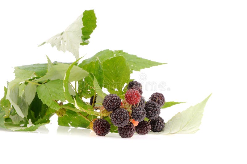 Sweet Fresh Raspberry Fruit with Green Leaf Stock Image - Image of ...