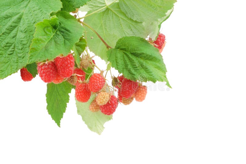 Sweet Fresh Raspberry Fruit on White Stock Photo - Image of nourishment ...