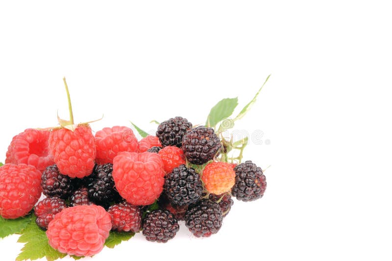 Sweet Fresh Raspberry Fruit on White Stock Photo - Image of fruit ...
