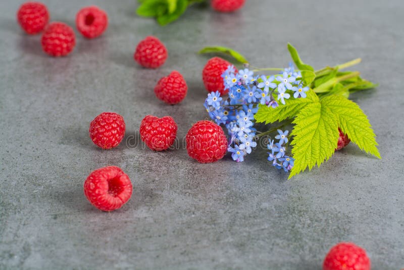 Sweet Fresh Raspberry with Leaves, on Grey Background, Copy Space ...