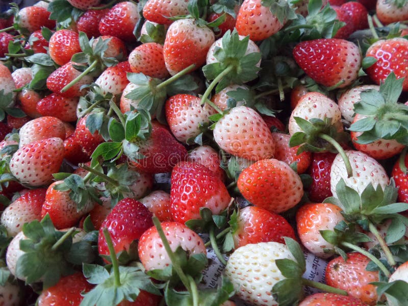 Sweet and Fresh strawberry stock photo. Image of chiangmai - 63030758