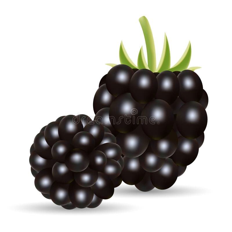 Sweet Fruit. Forest Berry. Blackberry Isolated on a White Background ...