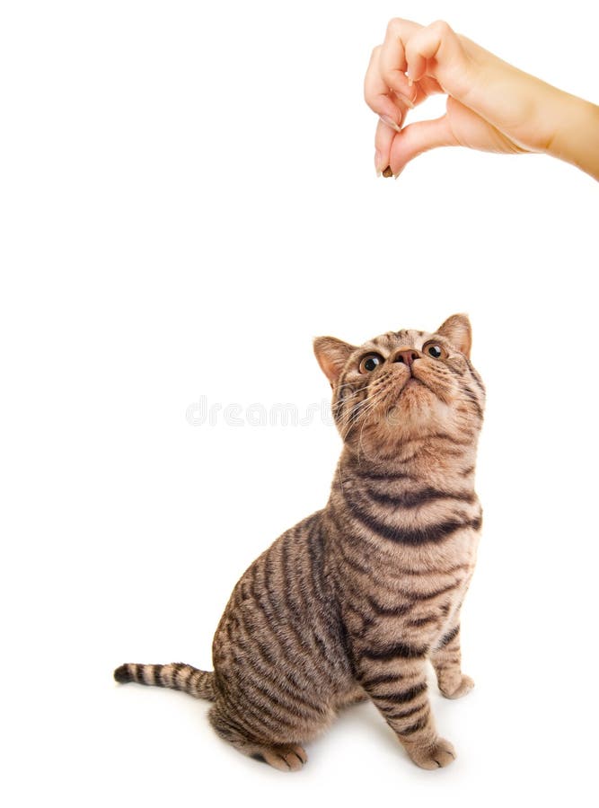 Sweet funny kitten stock photo. Image of funny, copy - 12852376