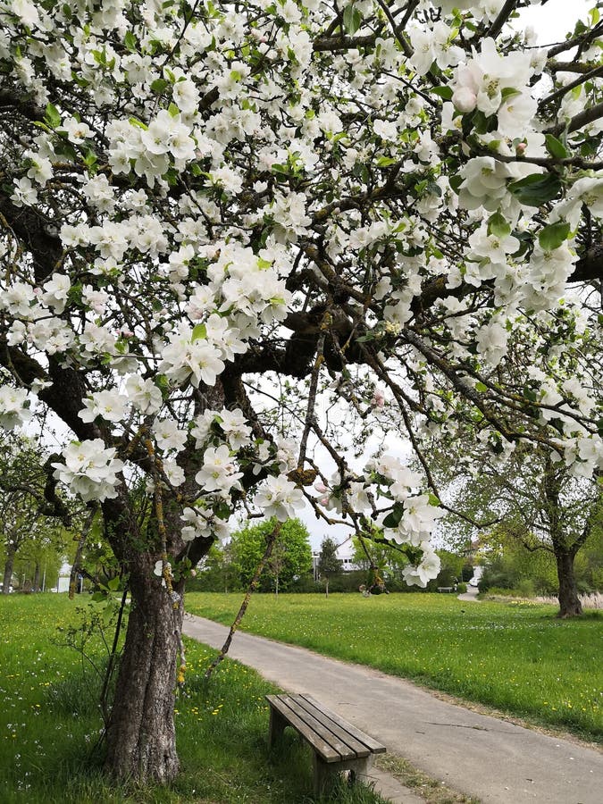 Sweet Garden in Spring stock image. Image of garden - 181402517