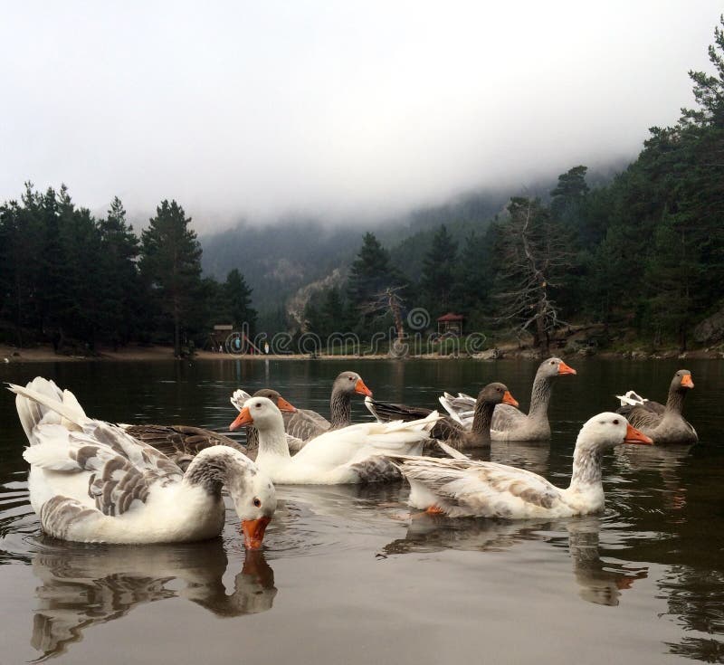 Sweet geese stock photo. Image of geese, sweet, water - 58602542
