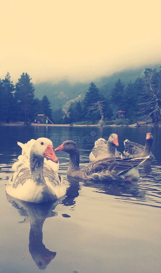 Sweet geese on the lake stock photo. Image of geese, duck - 58608686