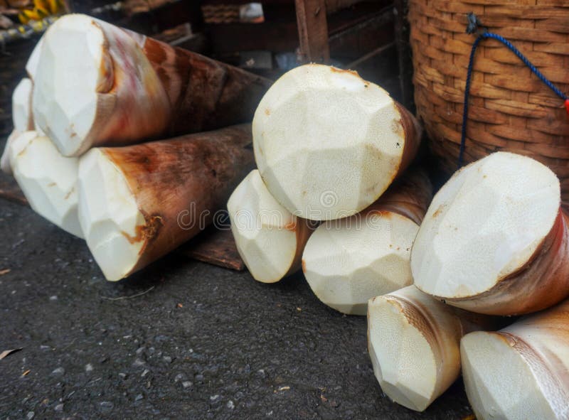 Sweet Giant Bamboo Shoot Nice for Cooking Stock Photo - Image of ...
