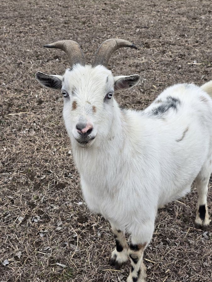 Sweet Goat with Horns: Adorable Gaze Stock Photo - Image of sweet ...