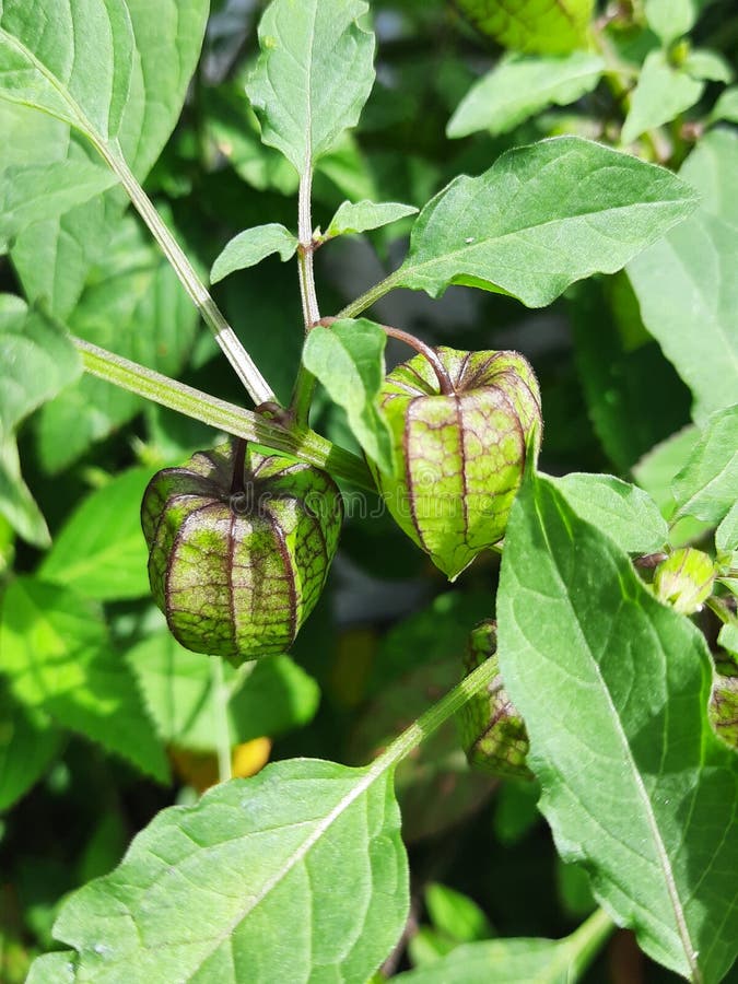 Sweet Golden Berry beside Home Start Growing Stock Photo - Image of ...