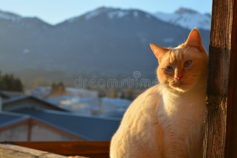 A Sweet, Golden-colored Kitten Lit Up by the Sun Stock Photo - Image of ...