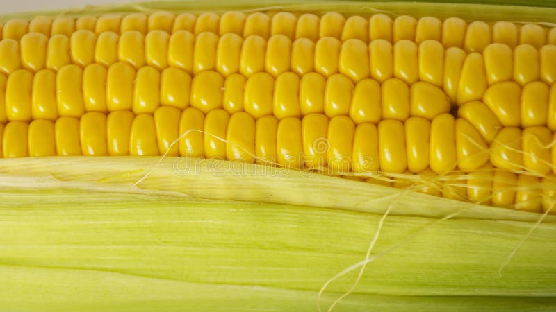 .Sweet Golden Corn. Image of a Yellow Grain of Sweet Corn on the Cob ...