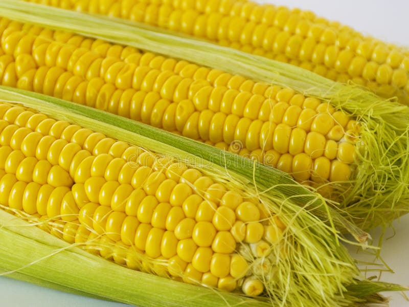 .Sweet Golden Corn. Image of a Yellow Grain of Sweet Corn on the Cob ...