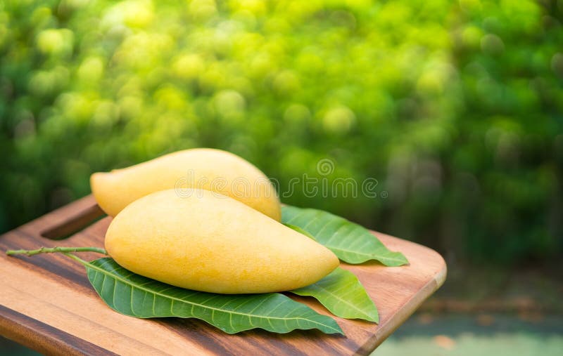 Sweet Golden Mango on Green Garden. Stock Photo - Image of color ...