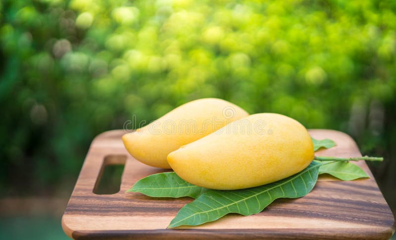 Sweet Golden Mango on Green Garden. Stock Image - Image of dessert ...